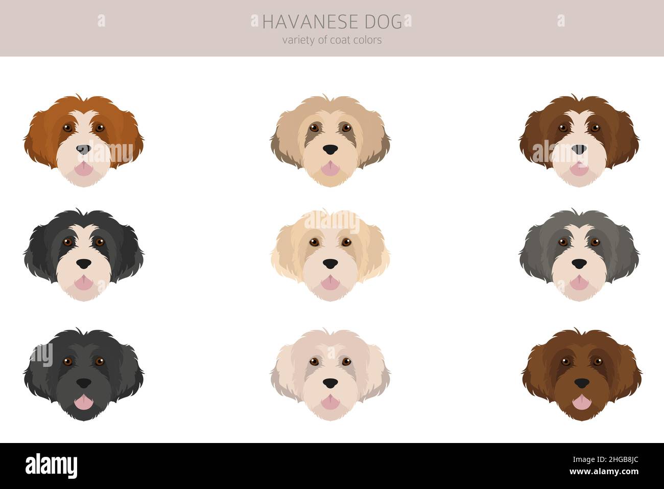 Toy dog colors chart hi-res stock photography and images - Alamy