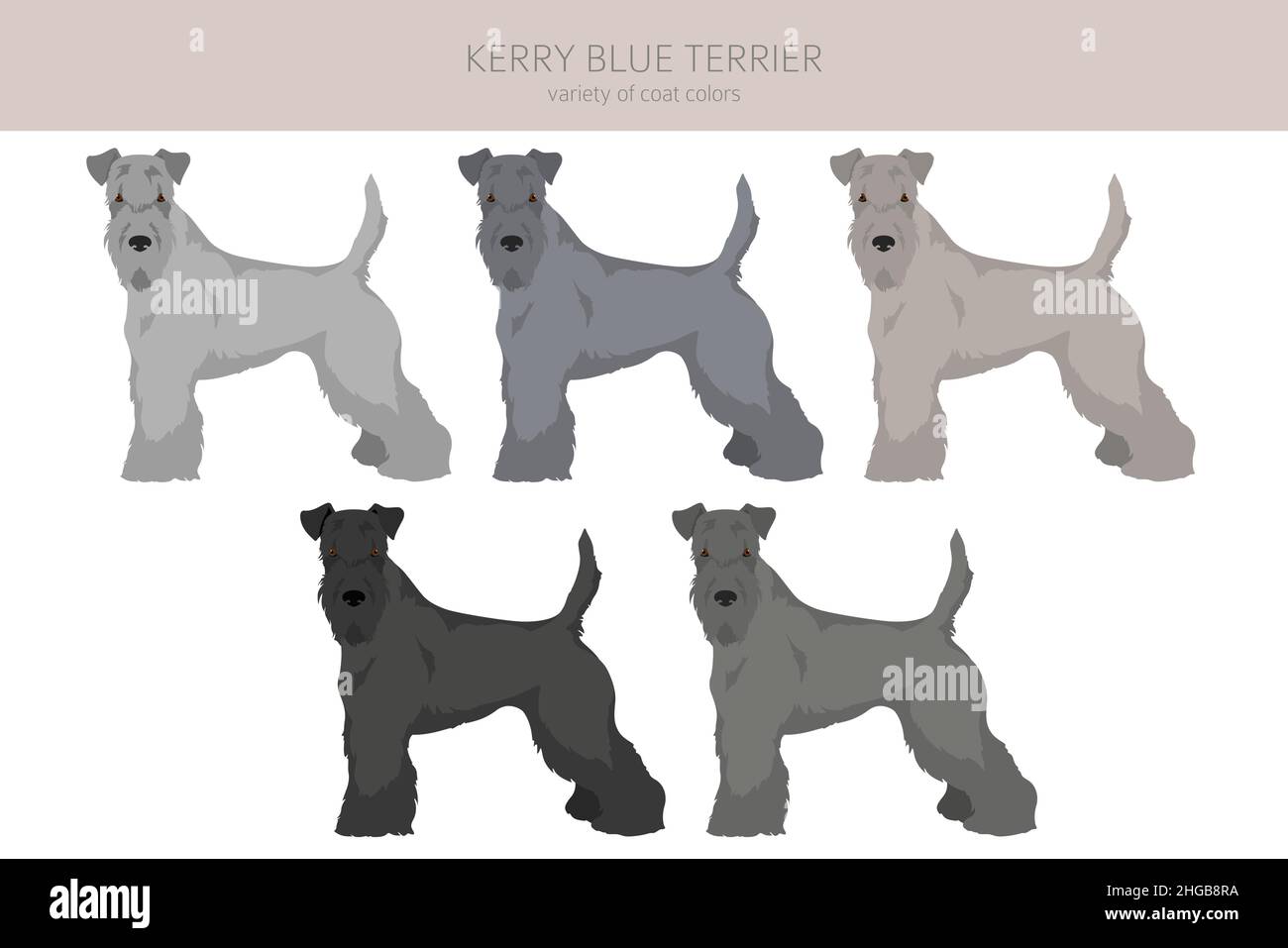 Kerry Blue Terrier clipart. Different poses, coat colors set. Vector ...