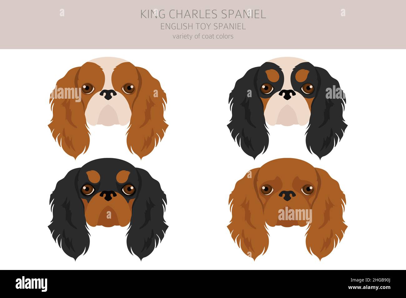 Prince charles spaniel hi-res stock photography and images - Alamy