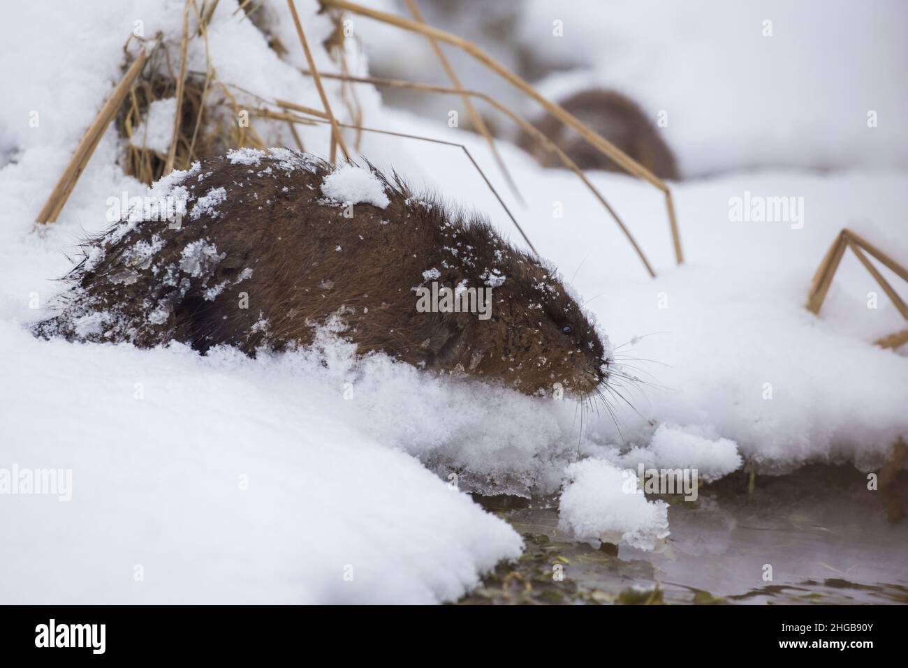 The muskrat (Ondatra zibethicus) in winter Stock Photo - Alamy