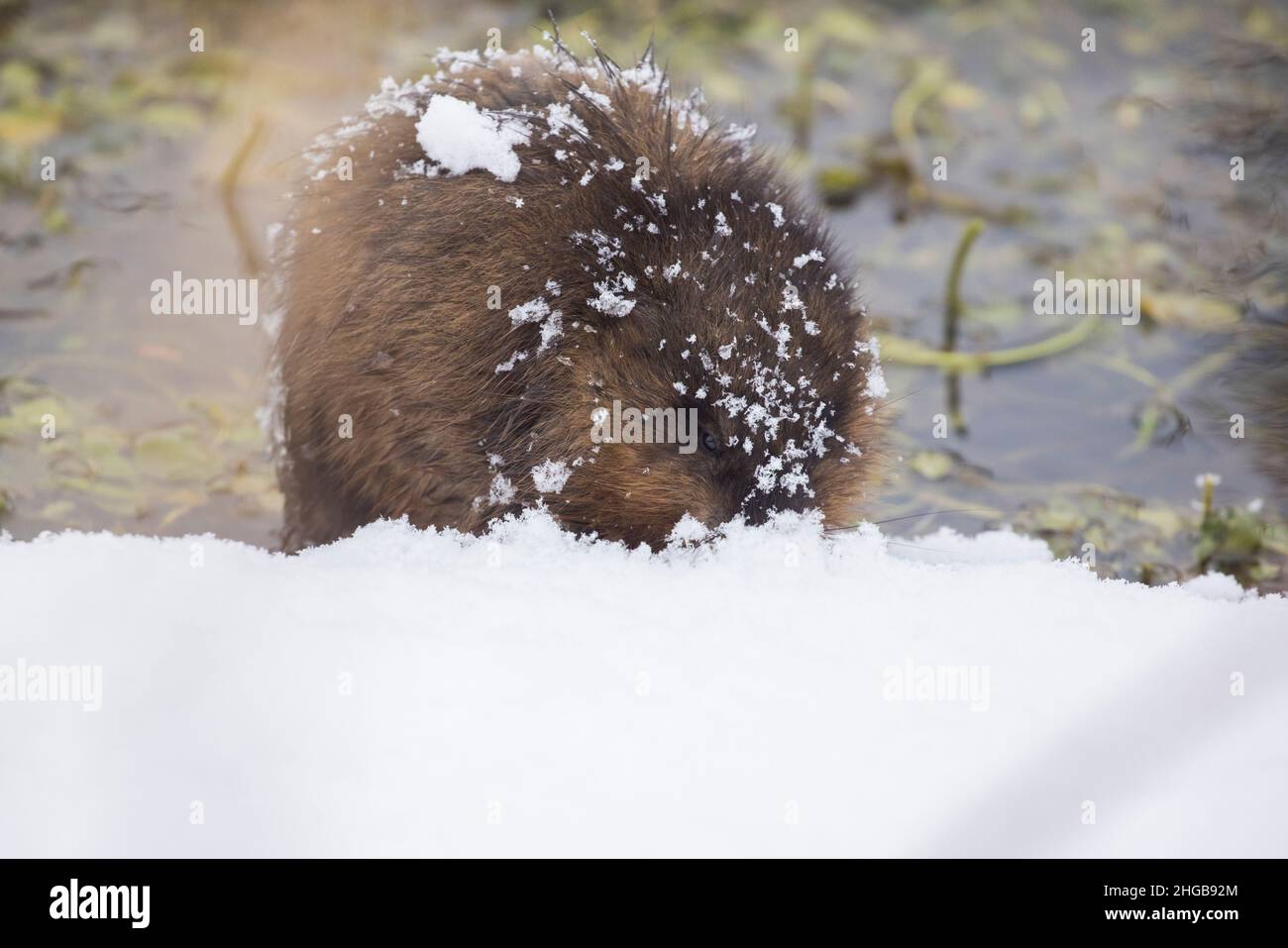 The muskrat (Ondatra zibethicus) in winter Stock Photo - Alamy