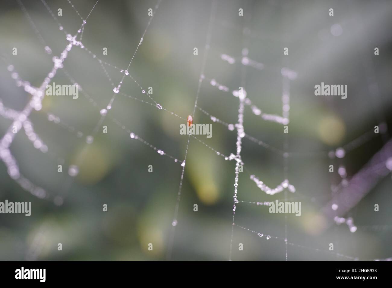 Spiders web in frost on hi-res stock photography and images - Alamy
