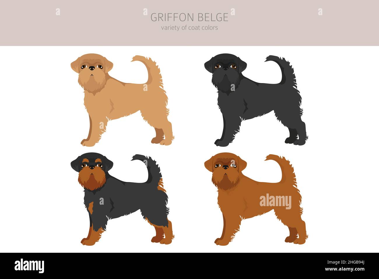 Griffon Belge clipart. Different poses, coat colors set. Vector ...