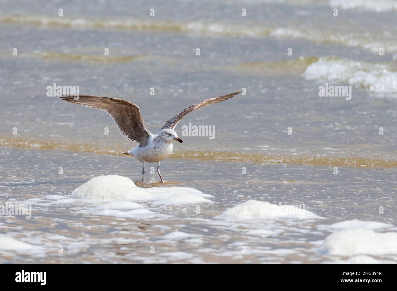 Seagull - Larus marinus standing in the sea with outstretched wings in ...