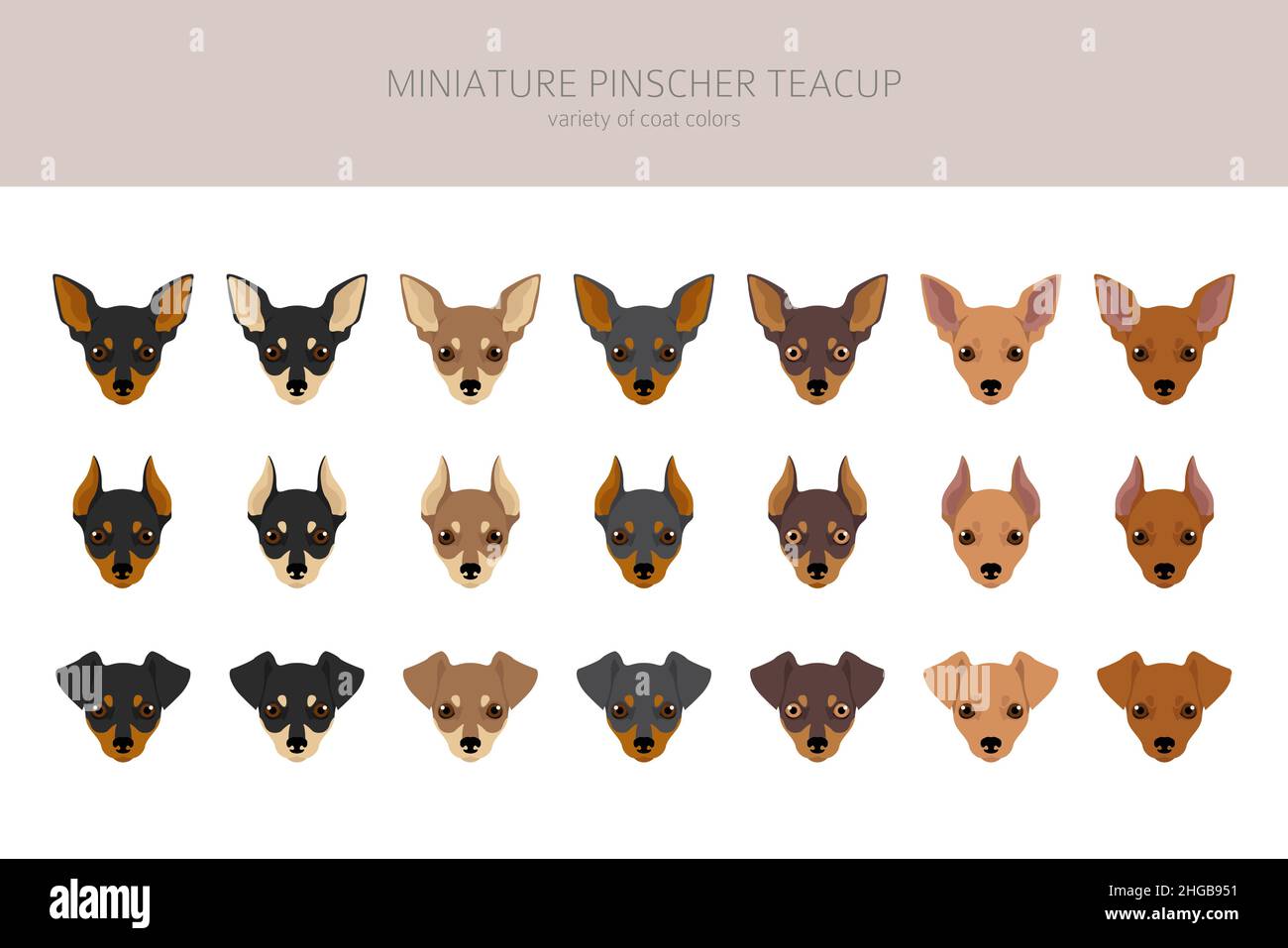 Miniature pinscher teacup clipart. Different poses, coat colors set ...