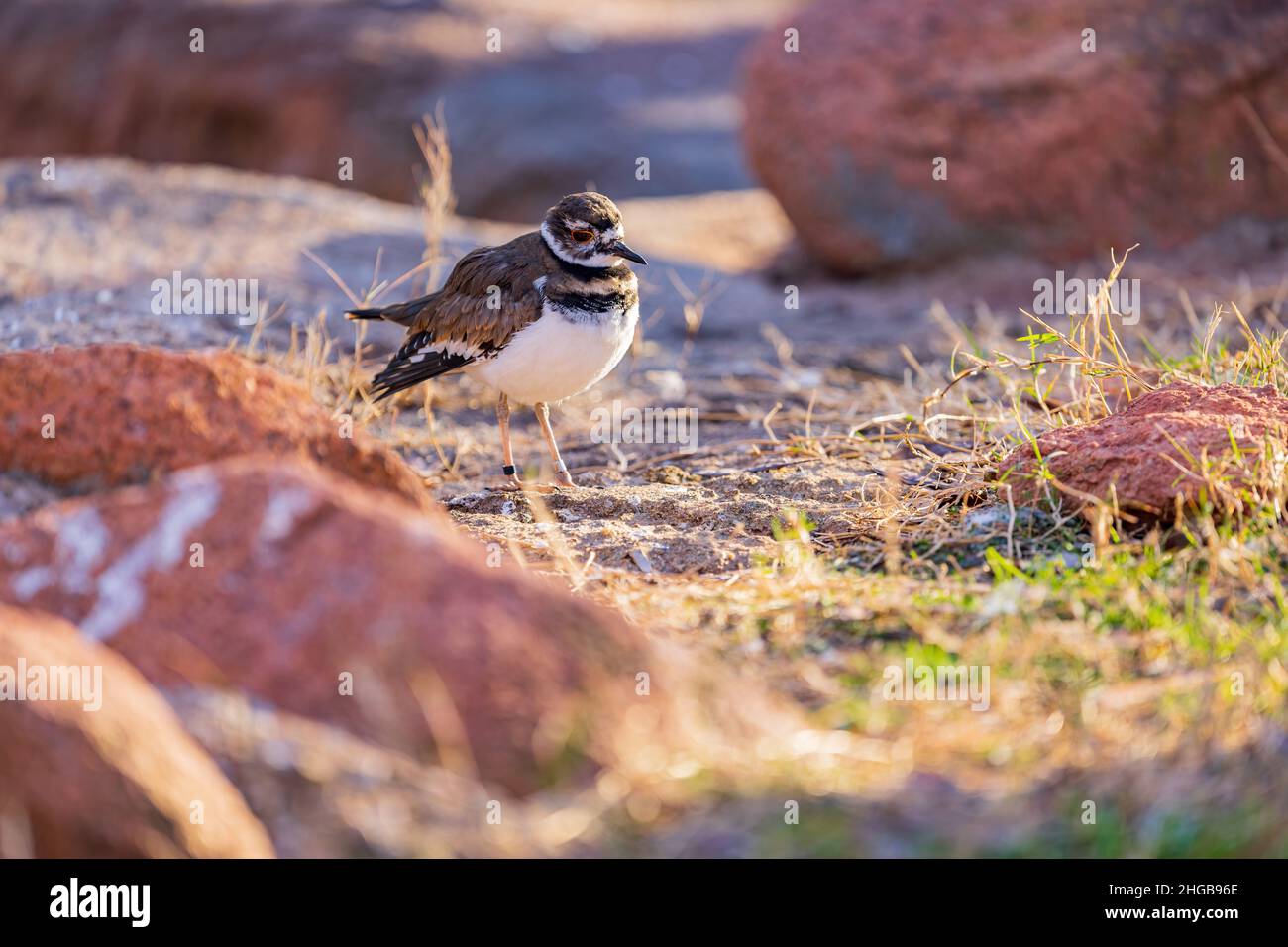 Close up shoot of cute Killdeer at Oklahoma Stock Photo - Alamy