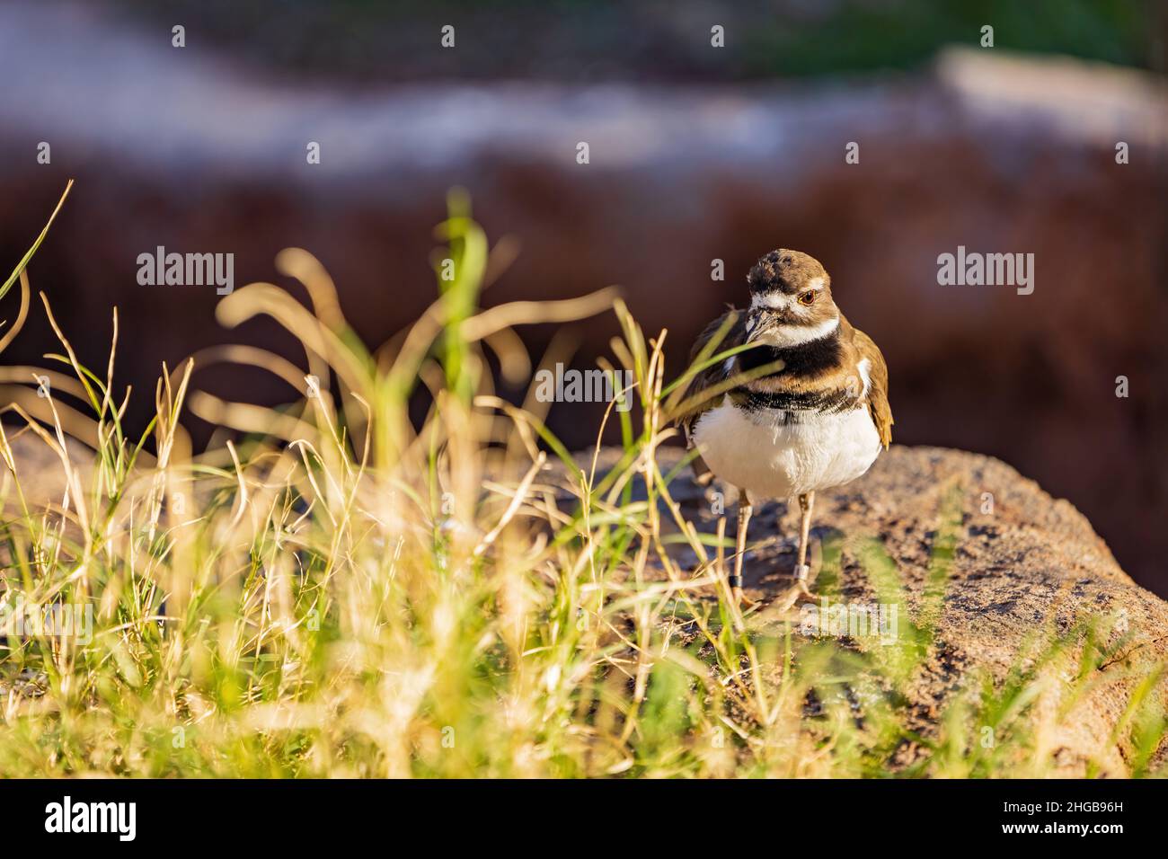 Close up shoot of cute Killdeer at Oklahoma Stock Photo - Alamy