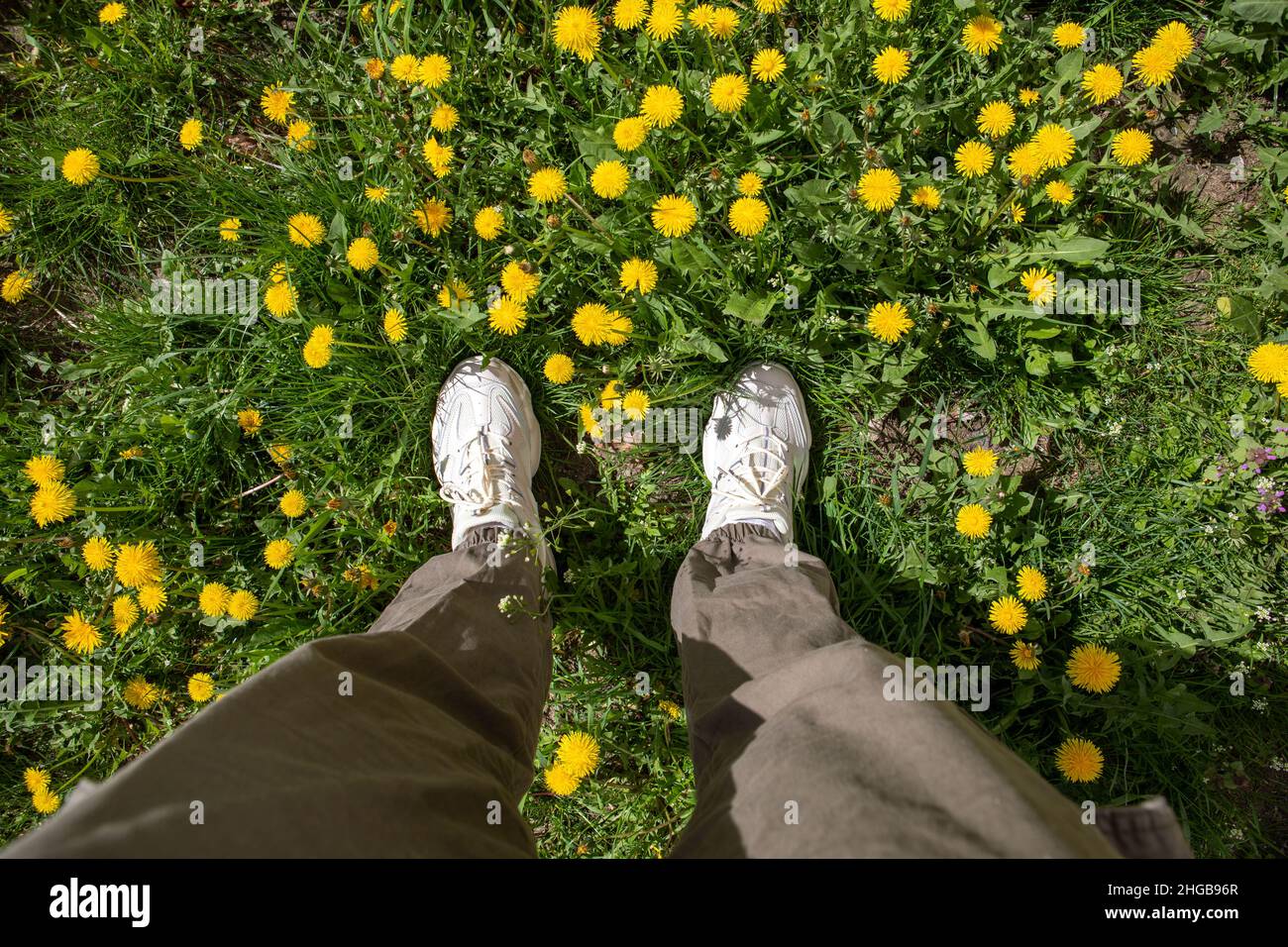 men legs standing on green grass filed with dandelions flowers spring ...