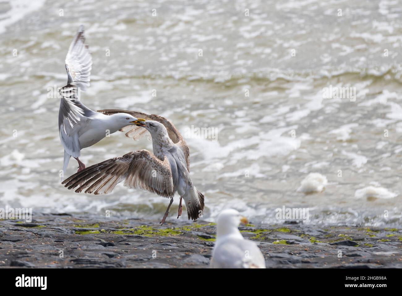 Larus marinus - The seagull is in flight in the air and is fighting ...