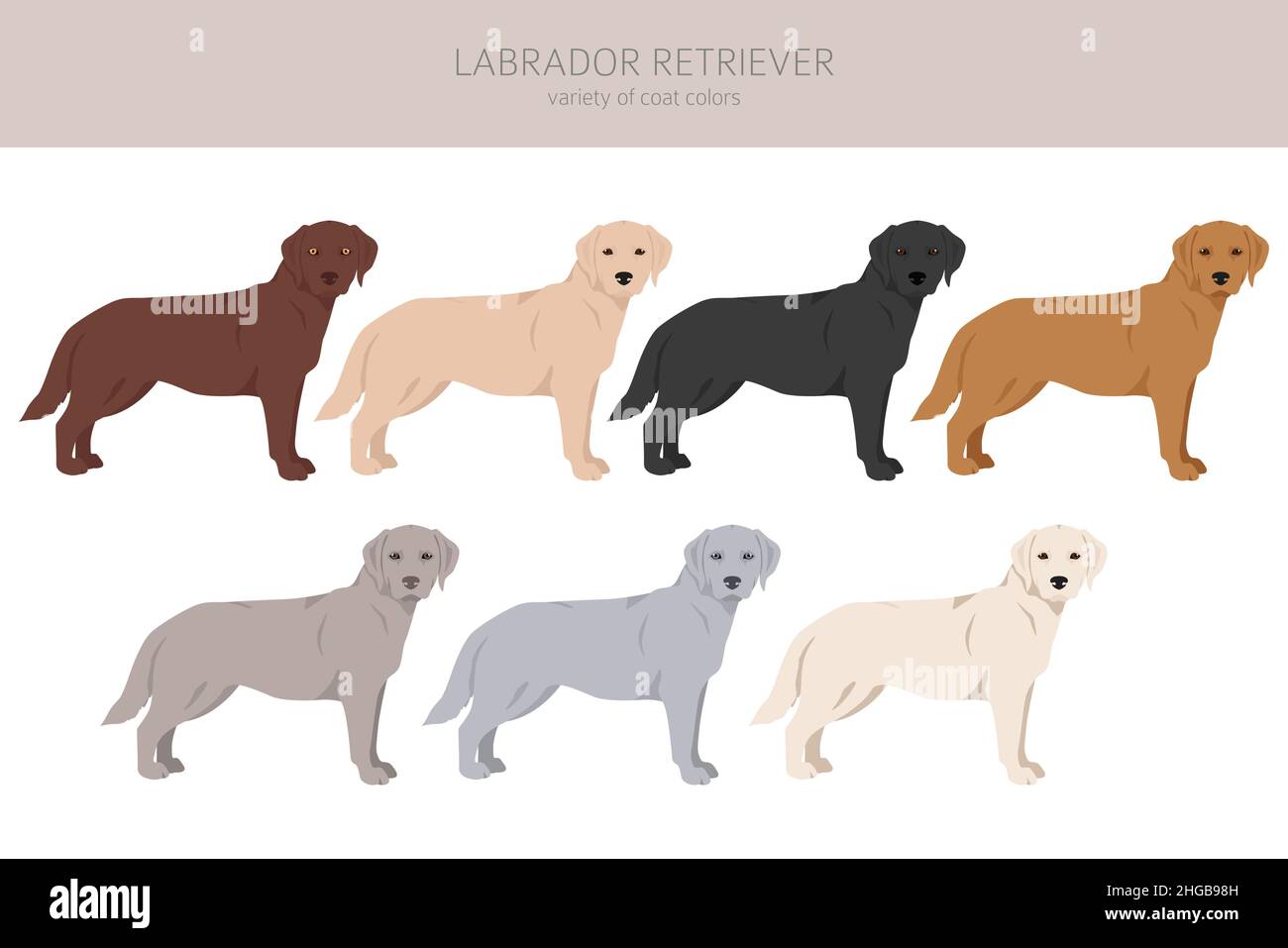 Silver labrador Stock Vector Images - Alamy