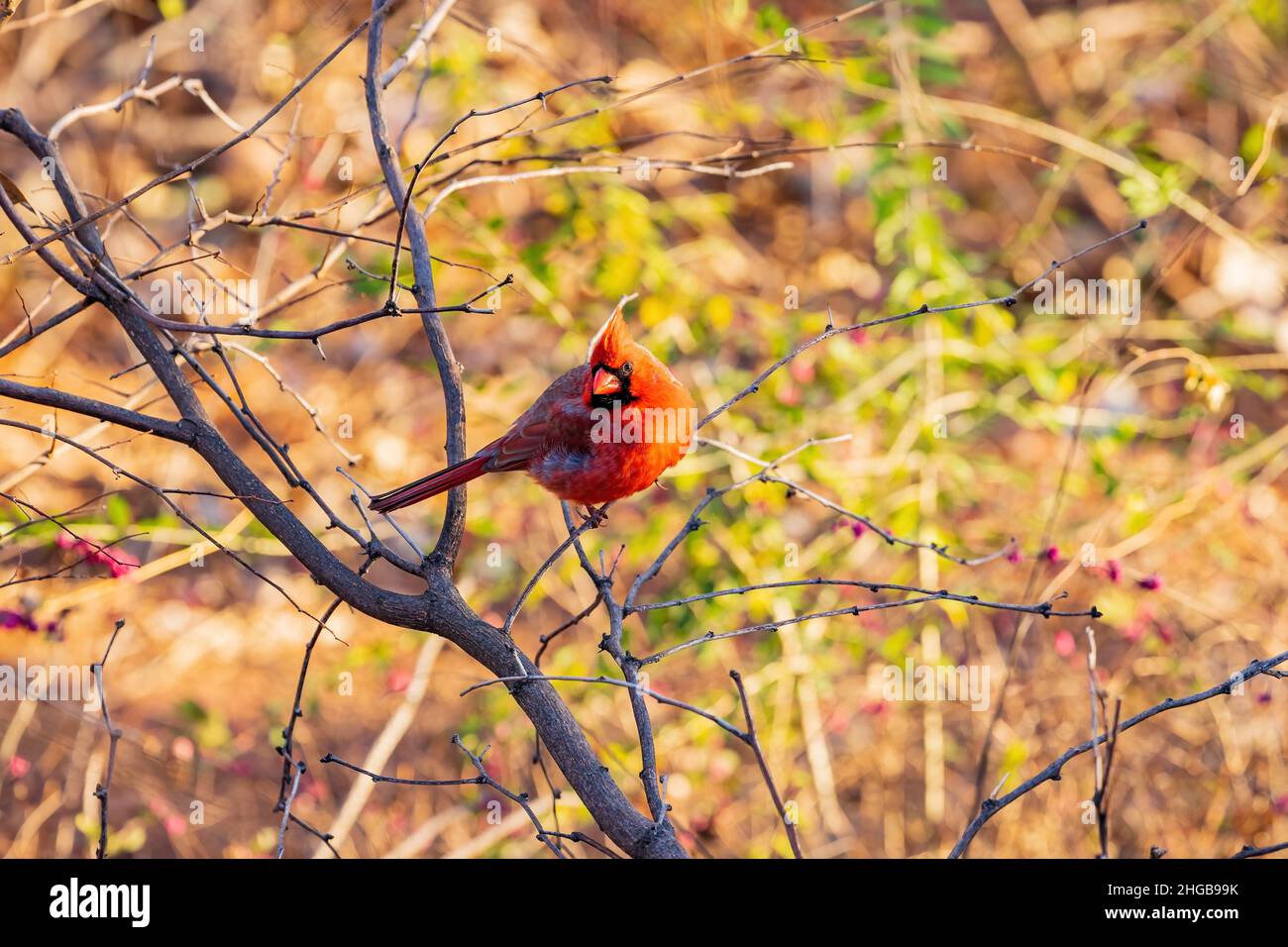 Close up shot of cute Northern cardinal at Oklahoma Stock Photo - Alamy