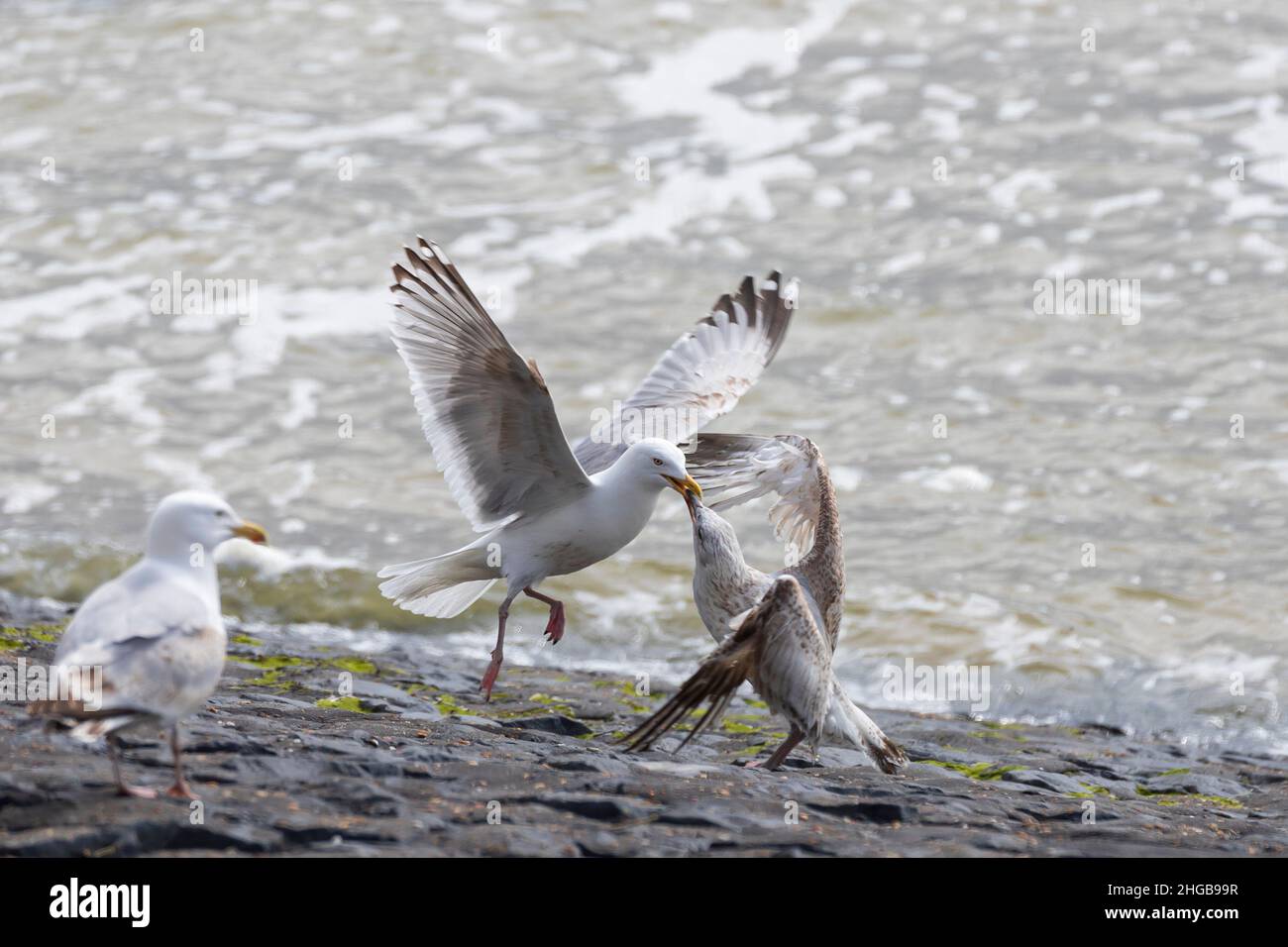 Larus marinus - The seagull is in flight in the air and is fighting ...