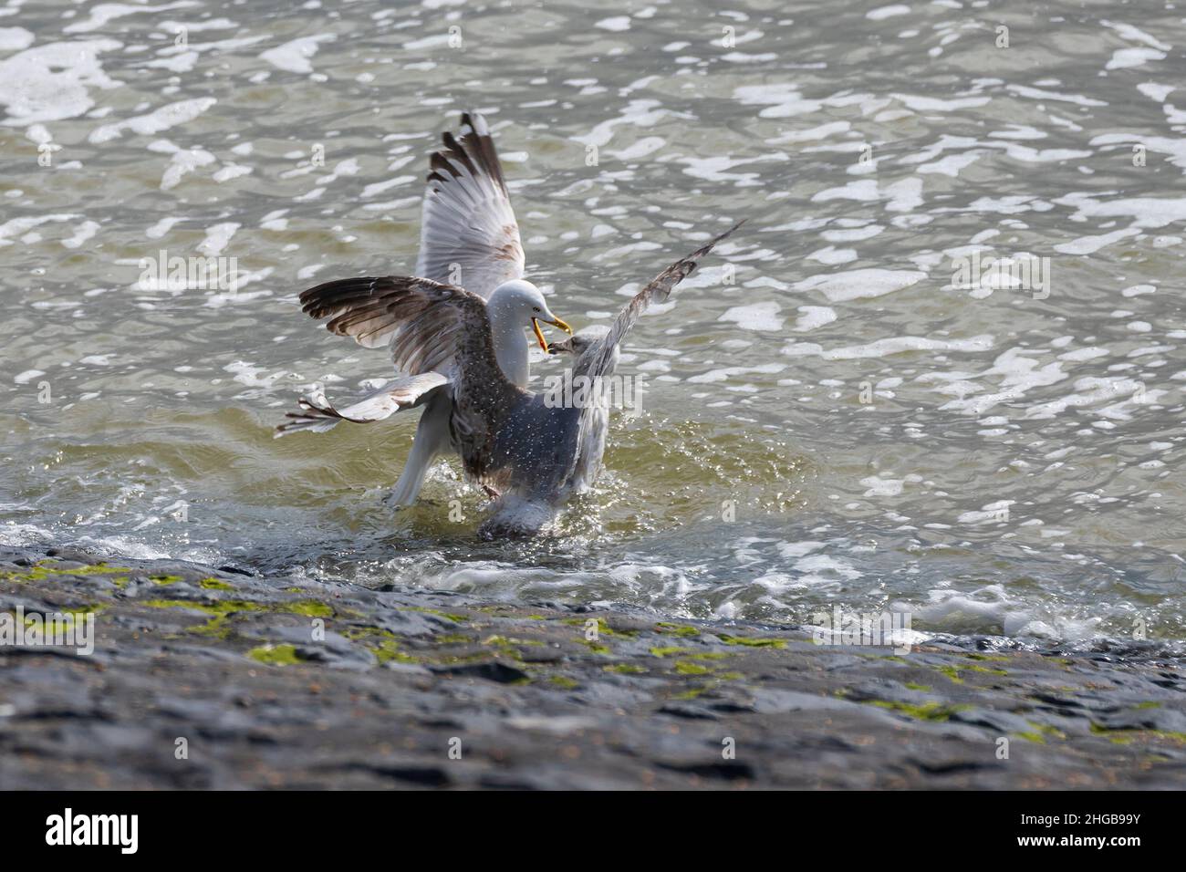 Larus marinus - The seagull is in flight in the air and is fighting ...