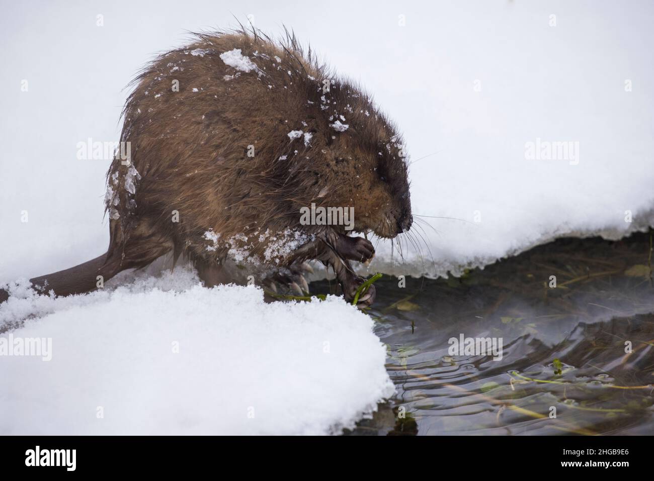 Muskrat in winter hi-res stock photography and images - Alamy
