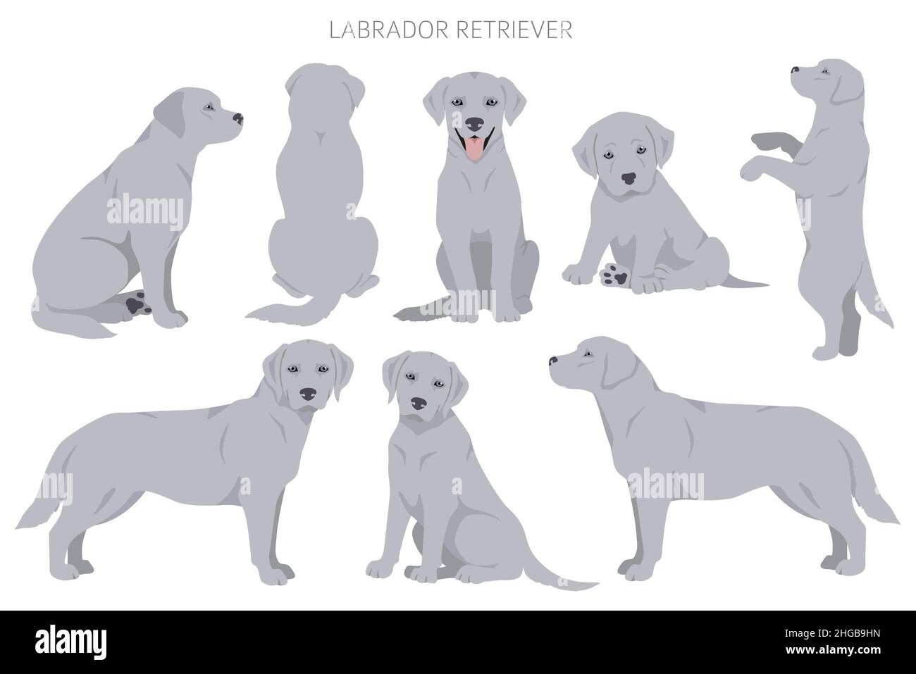 Labrador retriever dogs in different poses and coat colors clipart ...