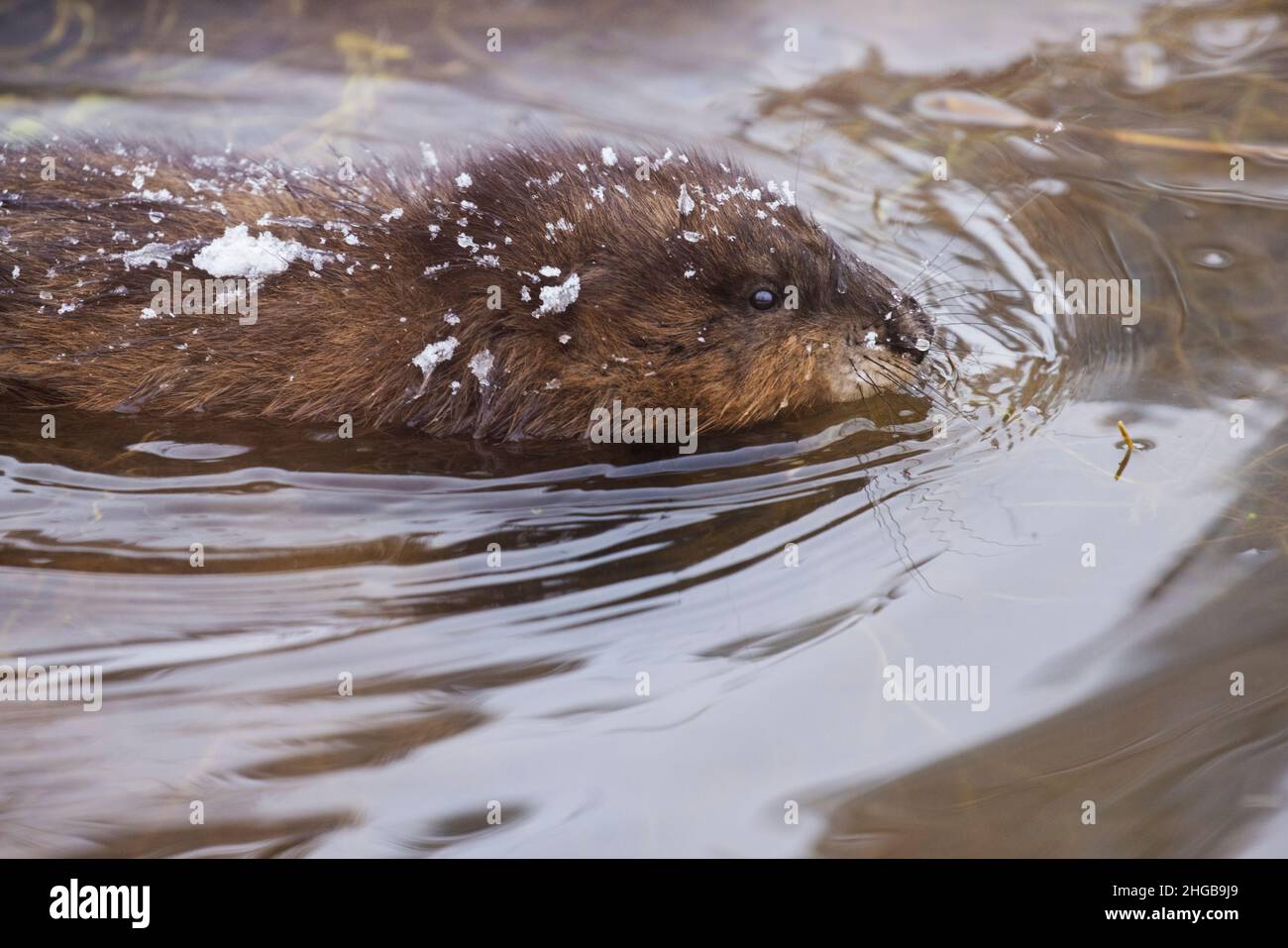 Muskrat snow hi-res stock photography and images - Alamy