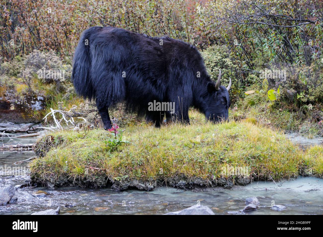 Grazing black wild Yak on the mountain area, Yading, Sichuan, China ...
