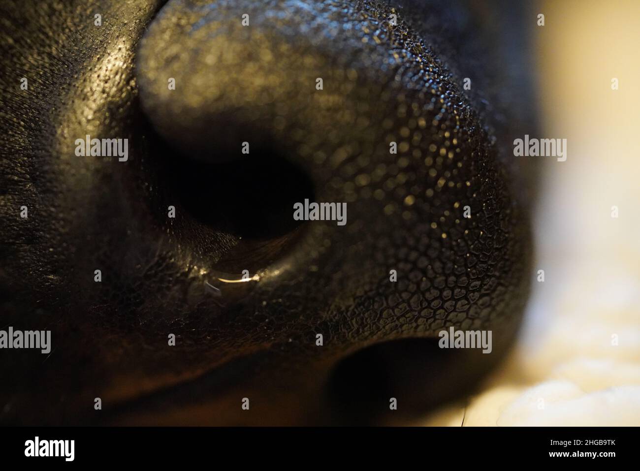 Black Labrador nose close up Stock Photo - Alamy