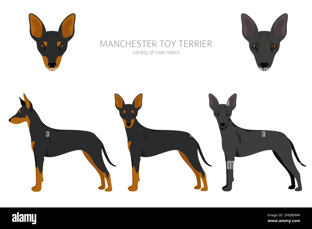 Manchester toy terrier clipart. Different poses, coat colors set ...