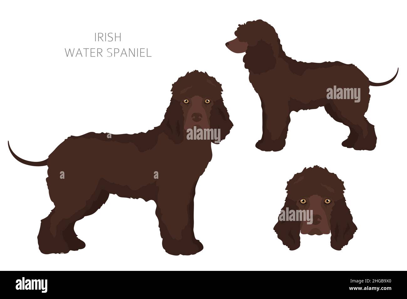 Irish water spaniel clipart. Different poses, coat colors set. Vector ...