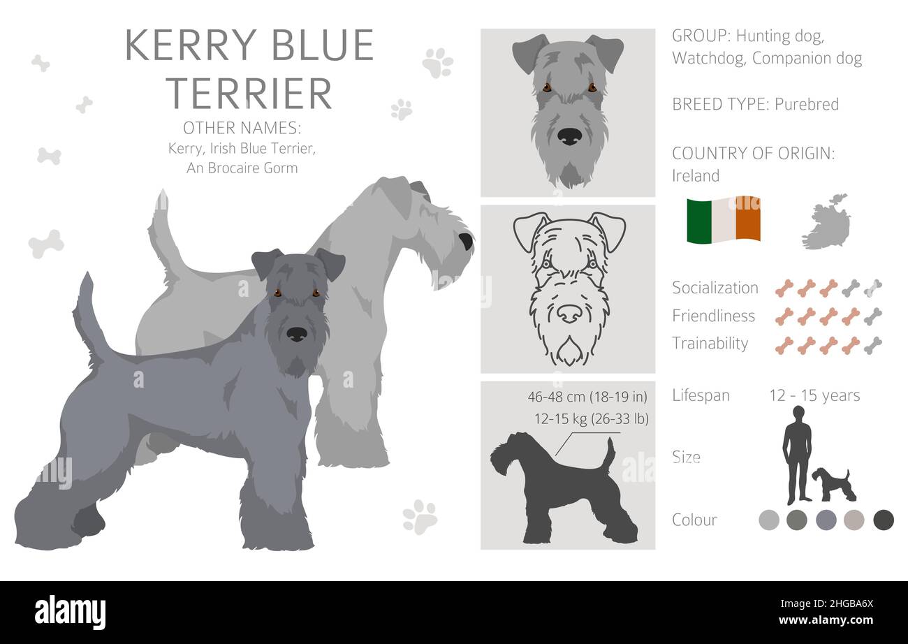 Kerry Blue Terrier clipart. Different poses, coat colors set. Vector ...