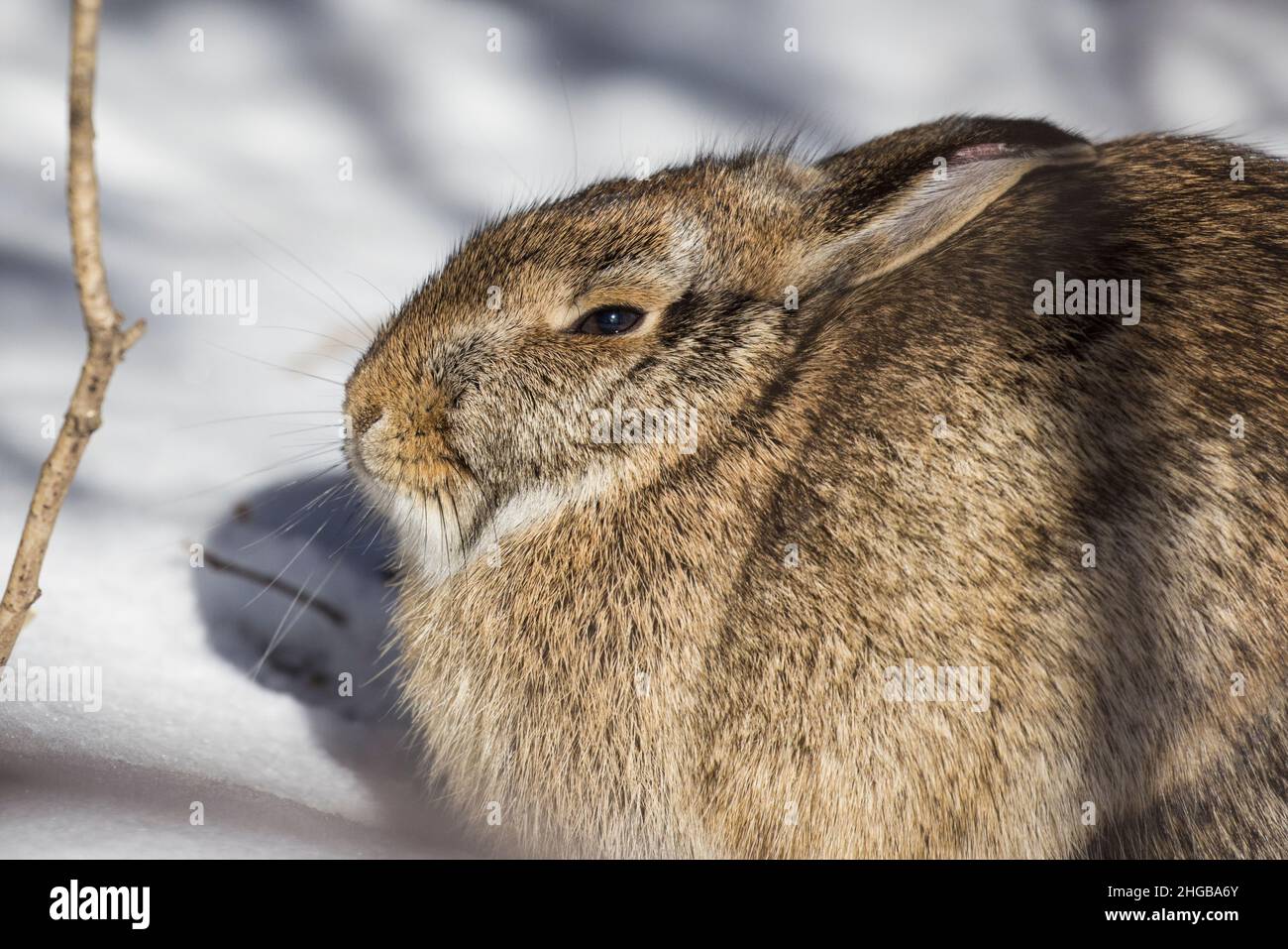 eastern cottontail in Canadian winter Stock Photo - Alamy