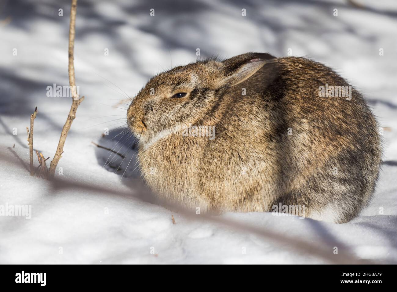eastern cottontail in Canadian winter Stock Photo - Alamy