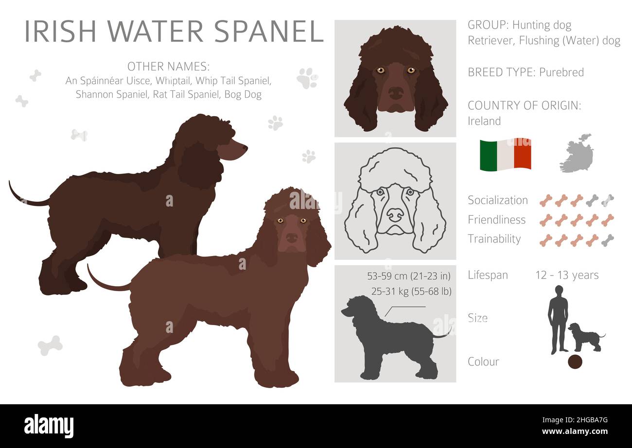 Irish water spaniel clipart. Different poses, coat colors set. Vector ...