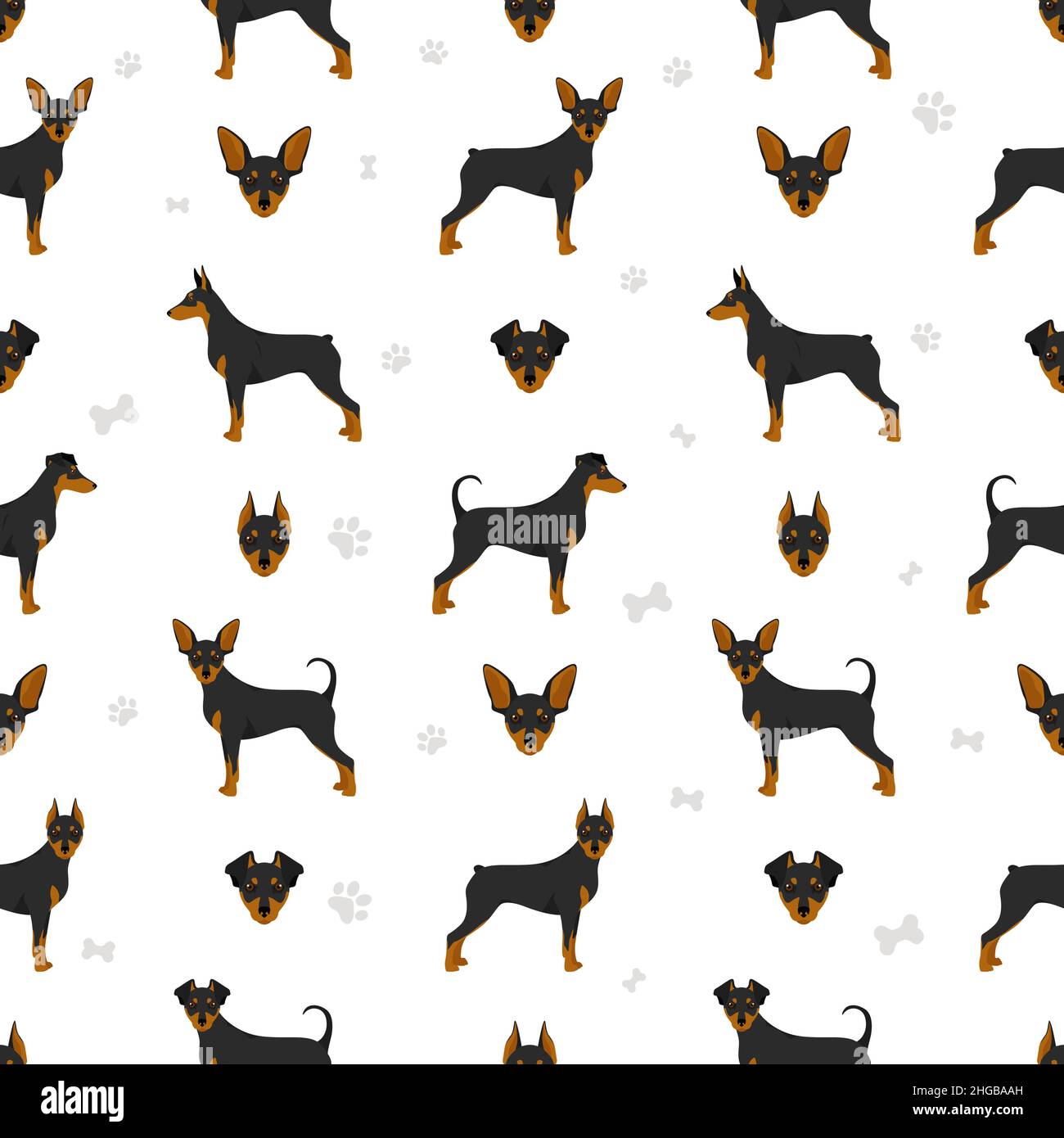 Miniature pinscher seamless pattern. Different poses, coat colors set ...