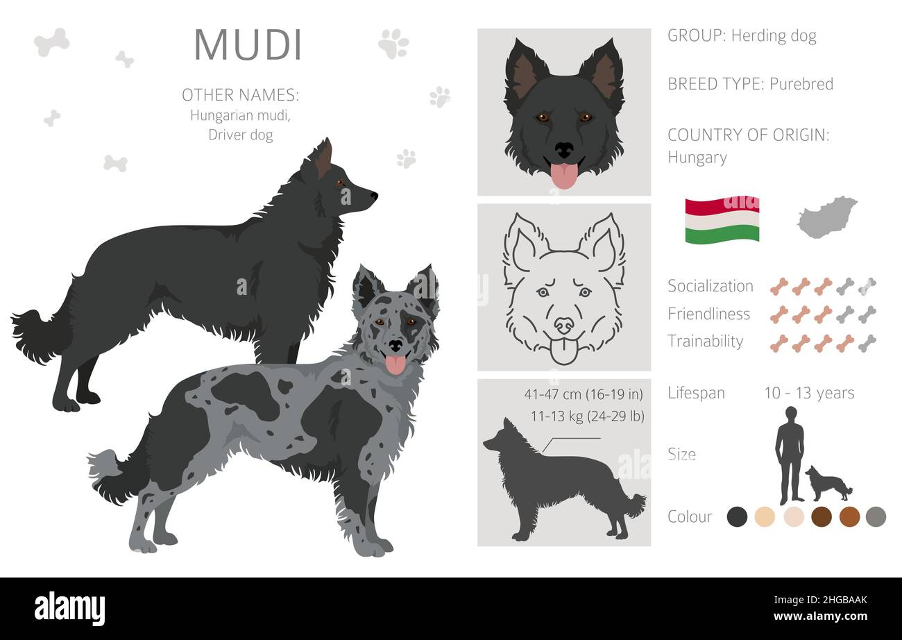 Mudi clipart. Different poses, coat colors set. Vector illustration ...