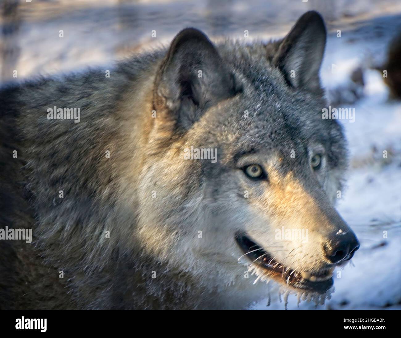 Grey Wolf Calgary Zoo Alberta Stock Photo - Alamy