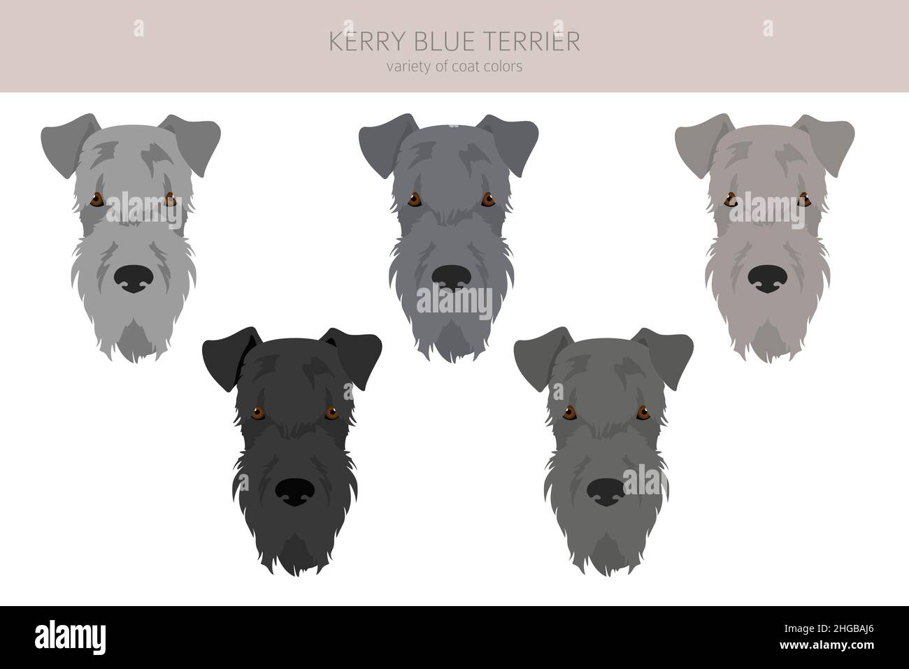 Kerry Blue Terrier clipart. Different poses, coat colors set. Vector ...