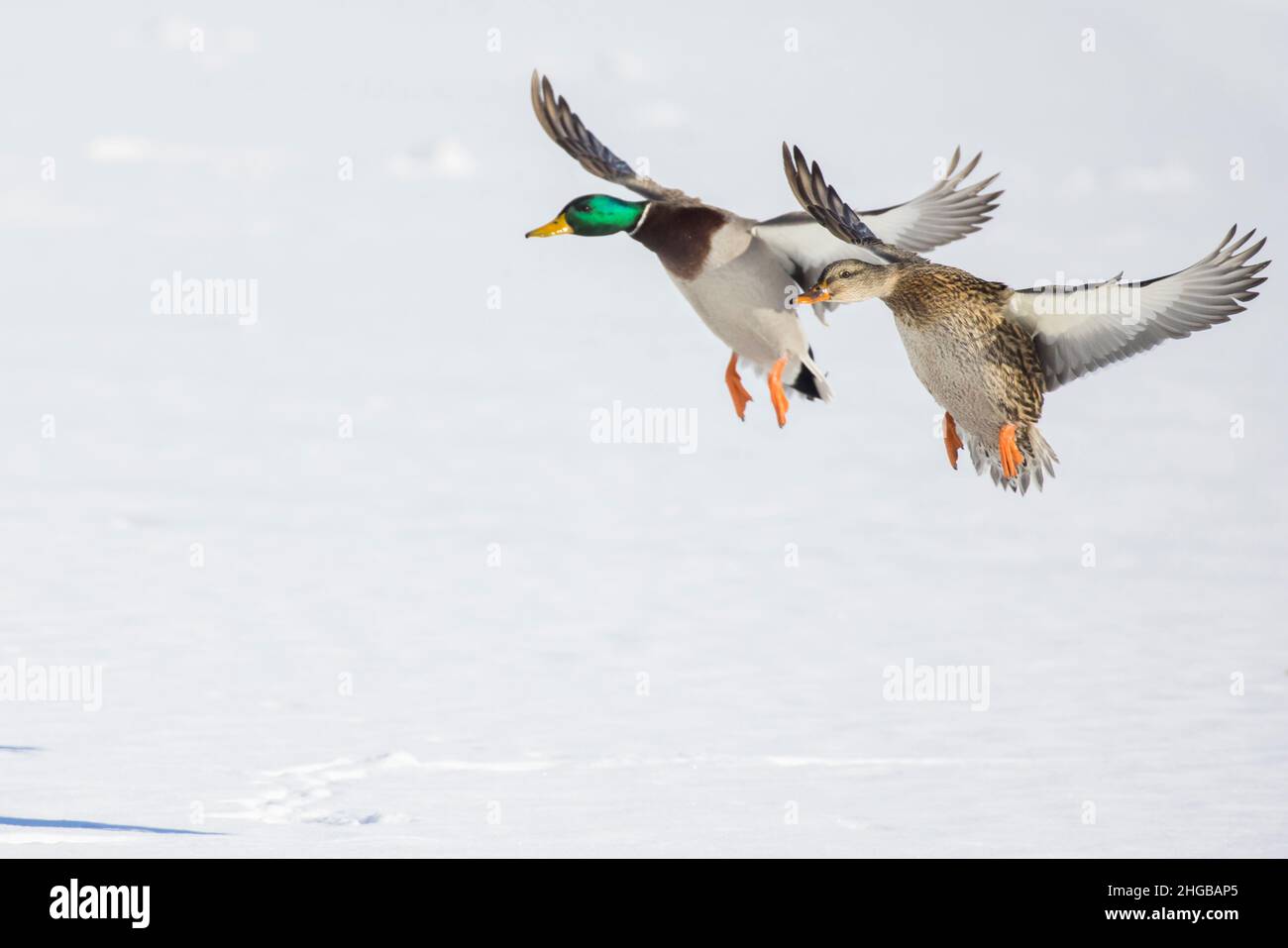 mallard flying in Canadian winter flight Stock Photo - Alamy