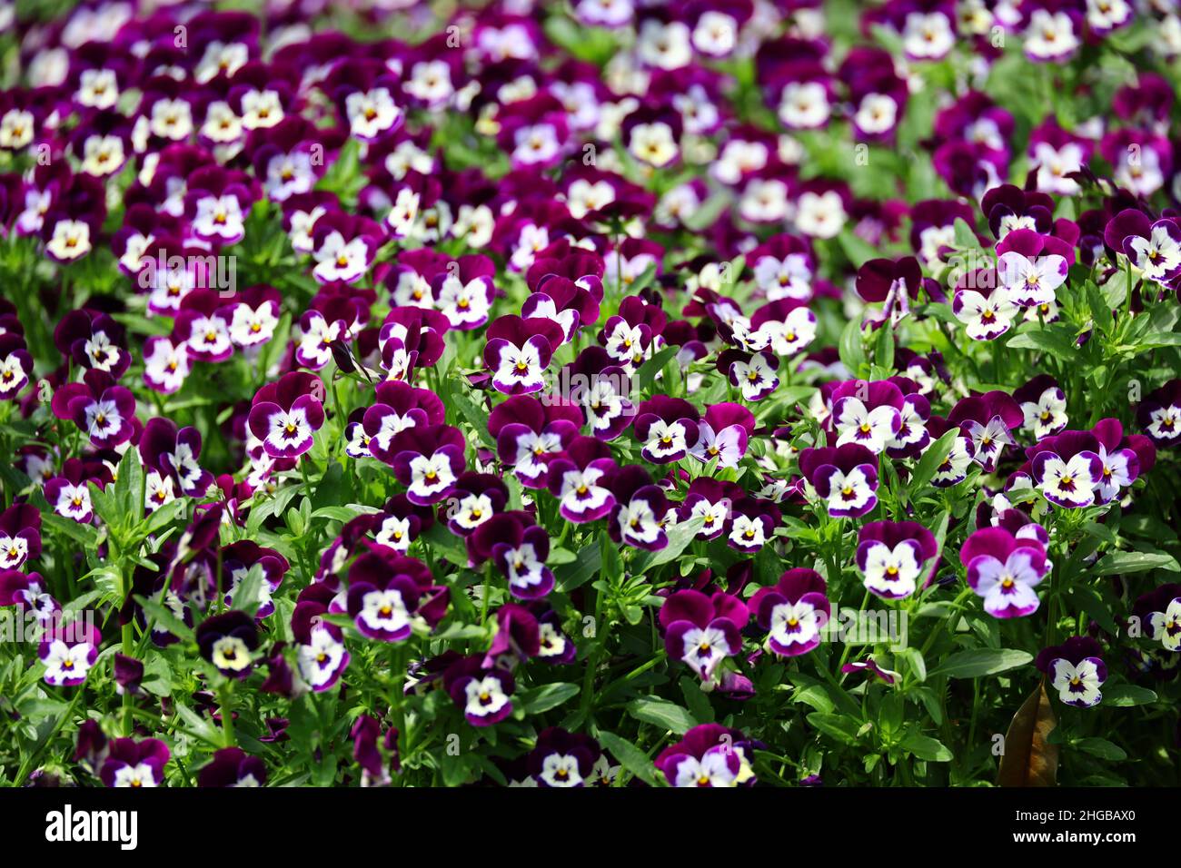 Pansy flower field that fills the screen Stock Photo - Alamy