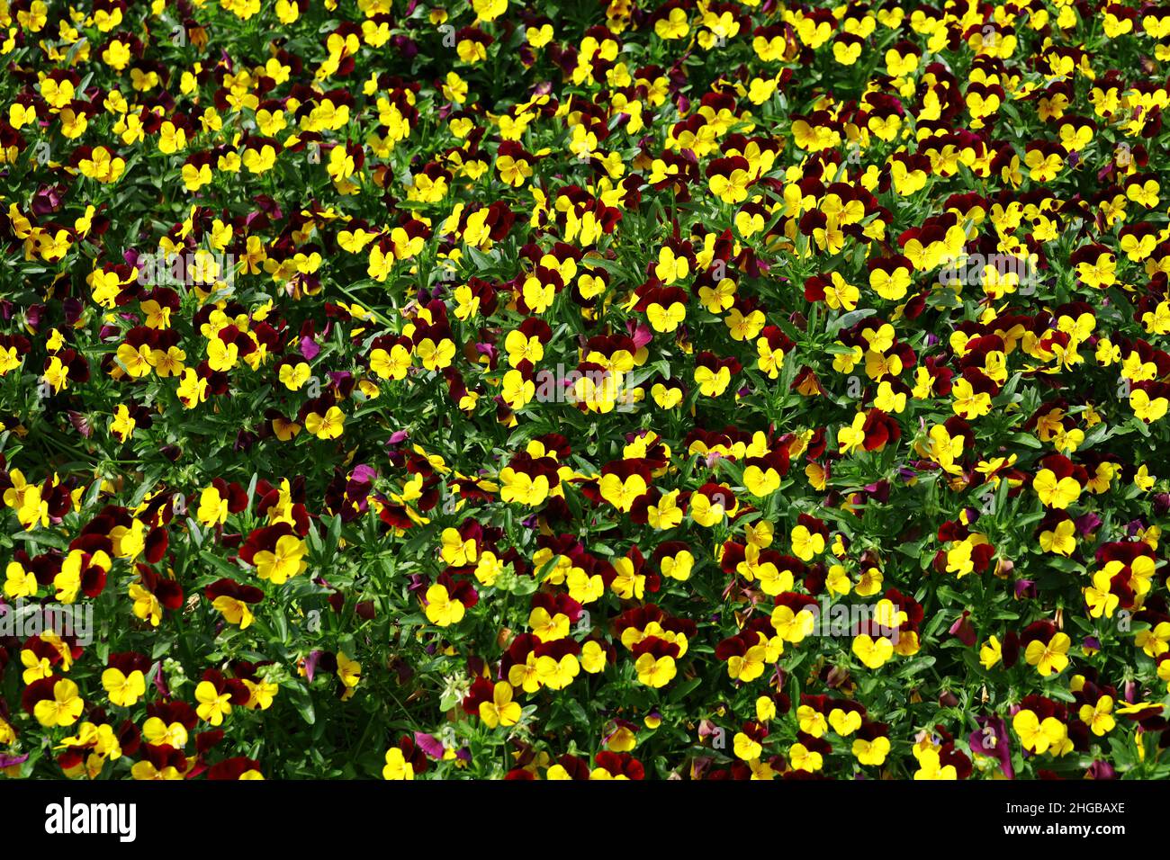 Pansy flower field that fills the screen Stock Photo - Alamy
