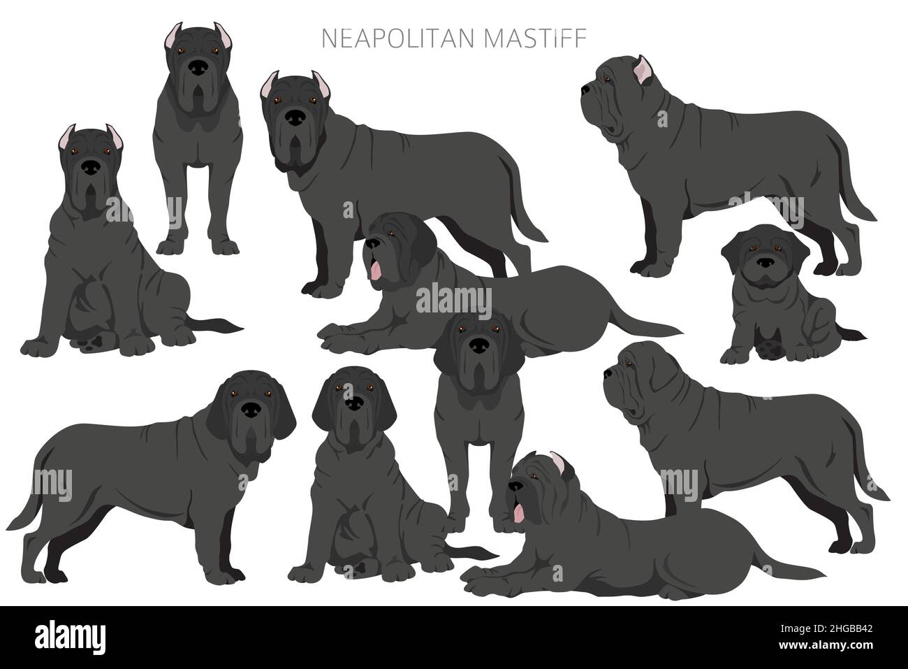 What Colors Do Neapolitan Mastiffs Come In