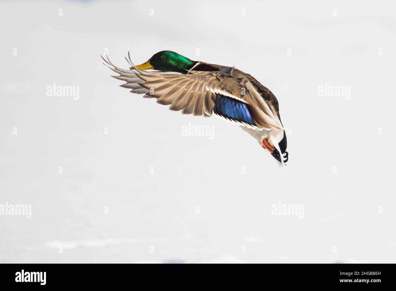 mallard flying in Canadian winter flight Stock Photo - Alamy