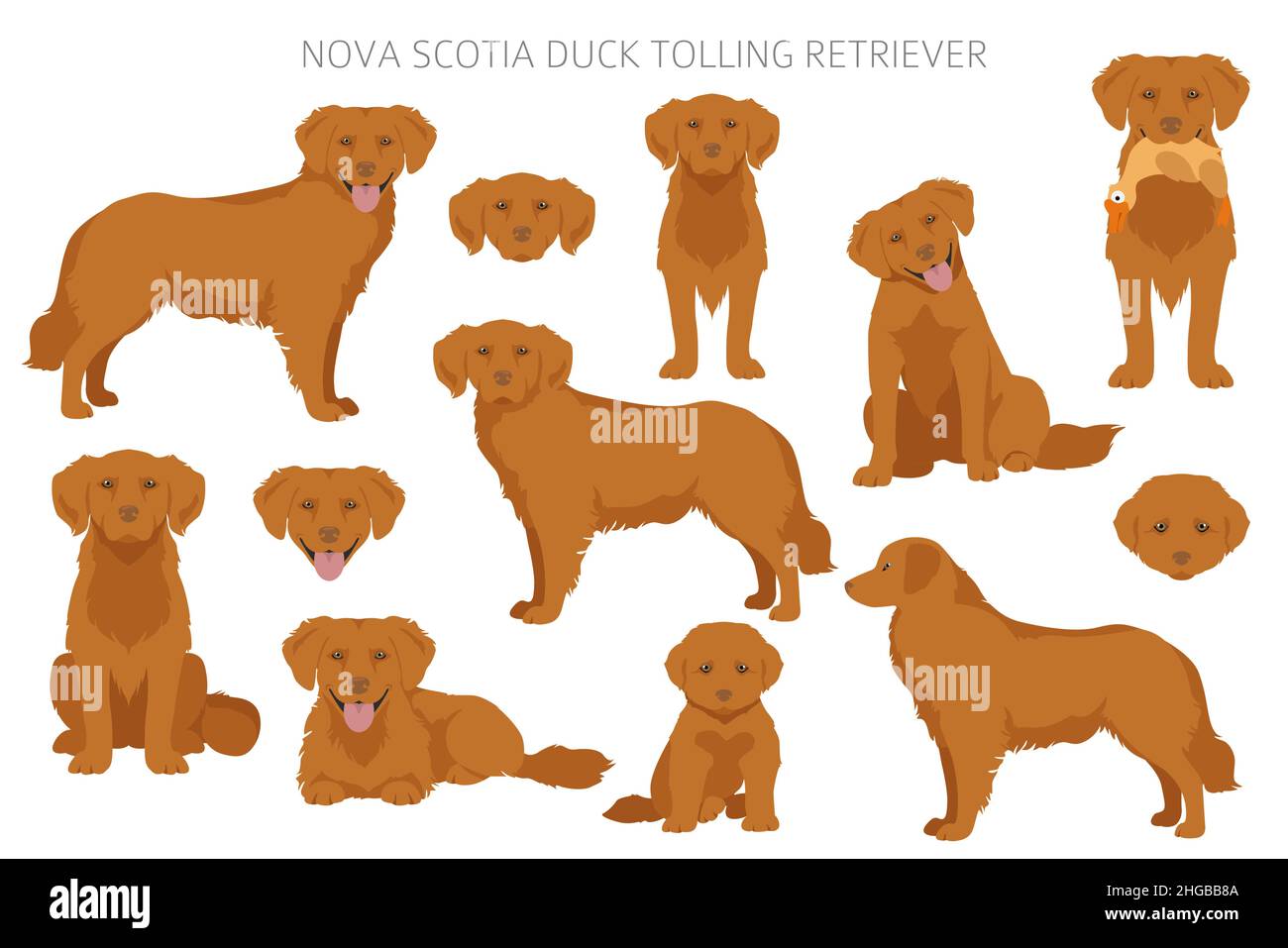 Nova Scotia duck tolling retriever clipart. Different poses, coat ...