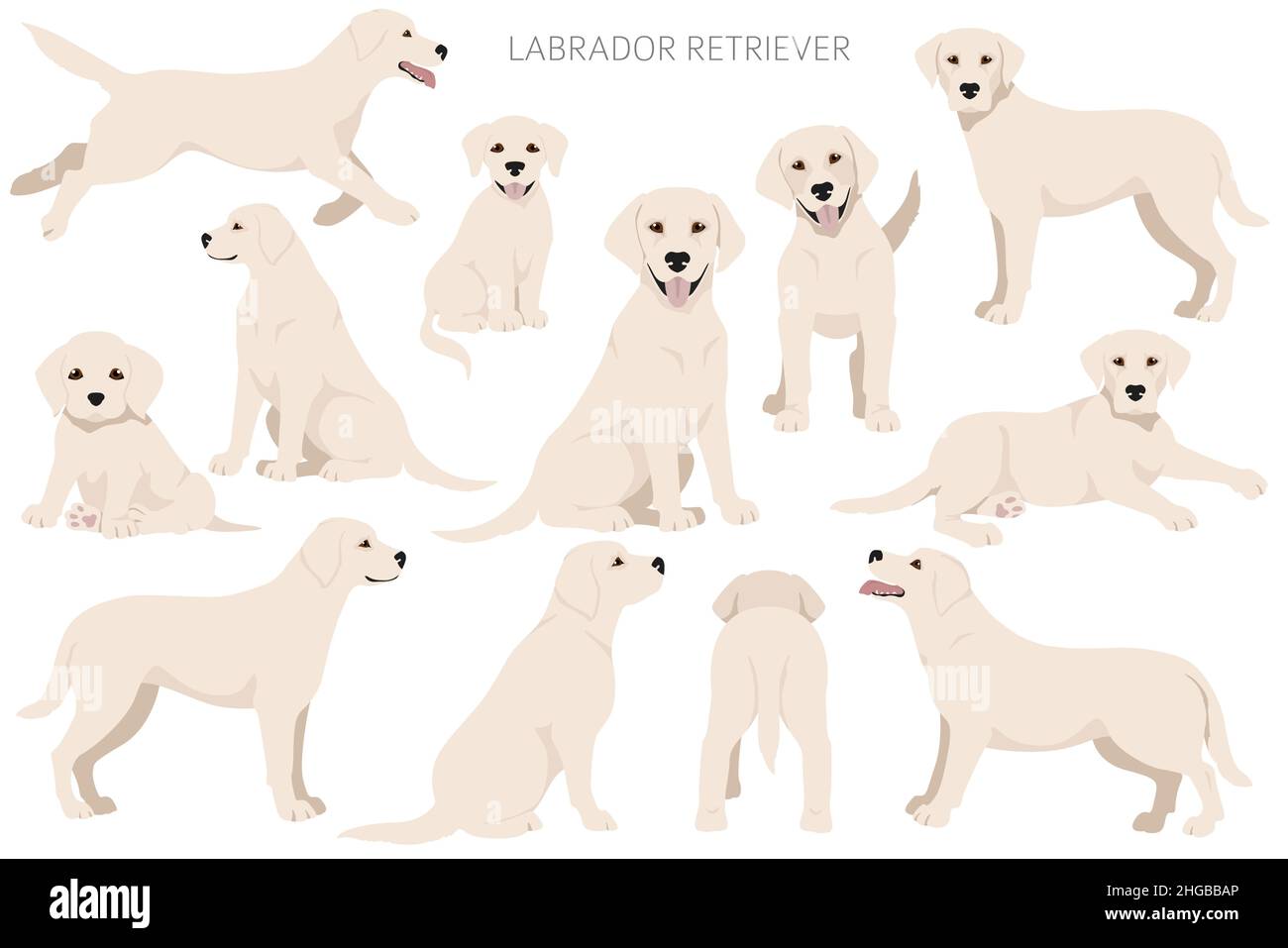 Laboratory Clip Art Fox