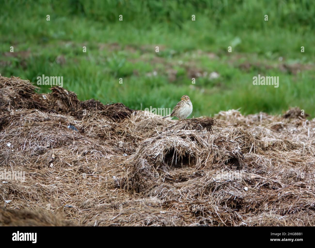 skylark (Alauda arvensis) feeding amongst the remains of a broken hay ...