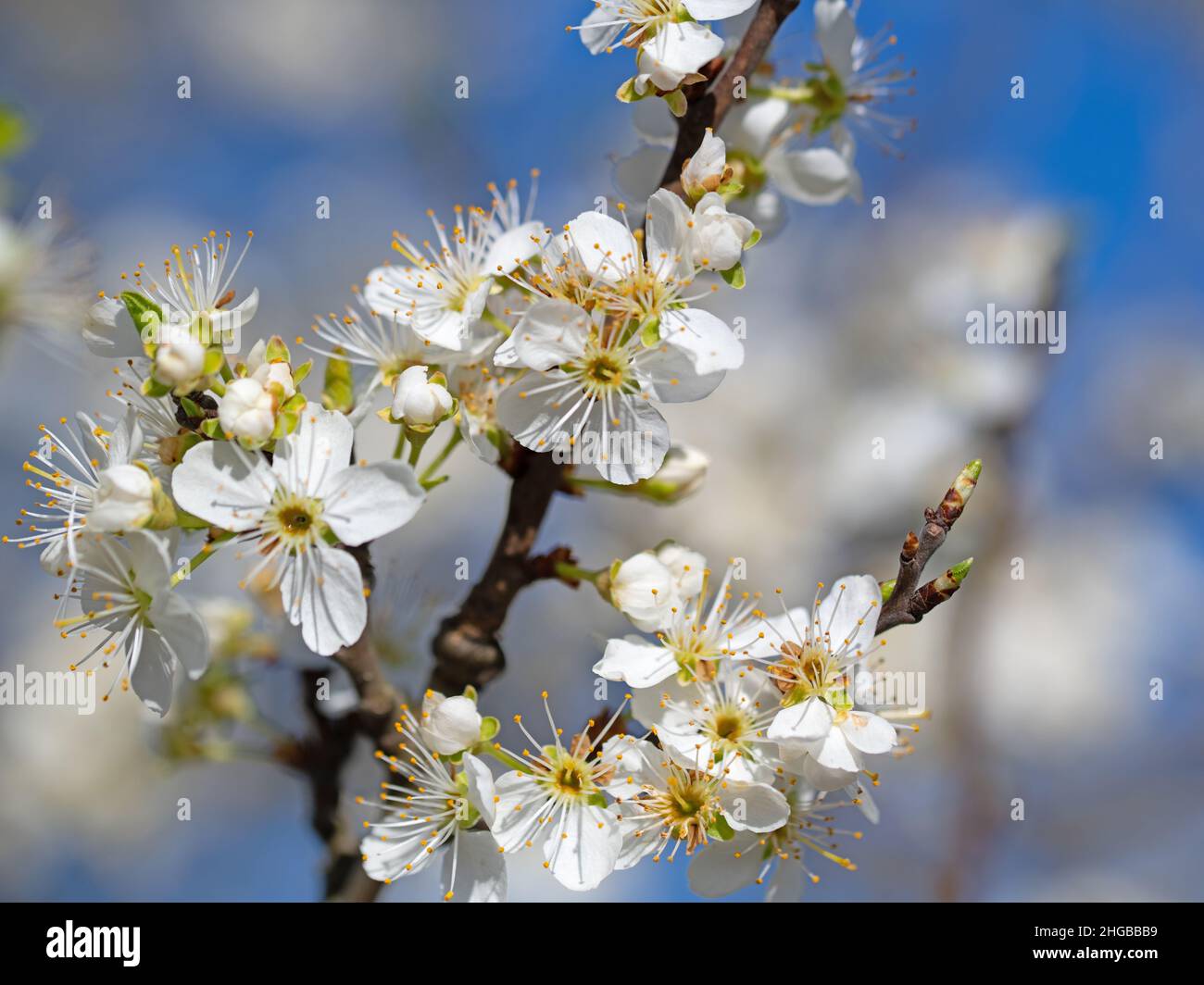 Flowering plums, prunus, in spring Stock Photo - Alamy
