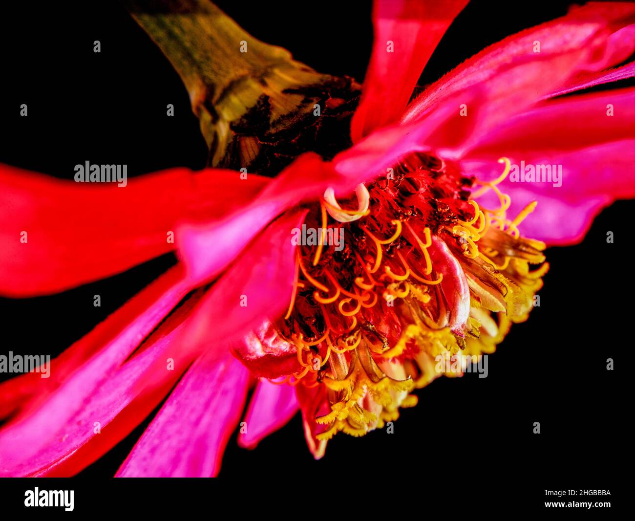 Macro flower representation of Gerbera, Asteraceae, flower against ...