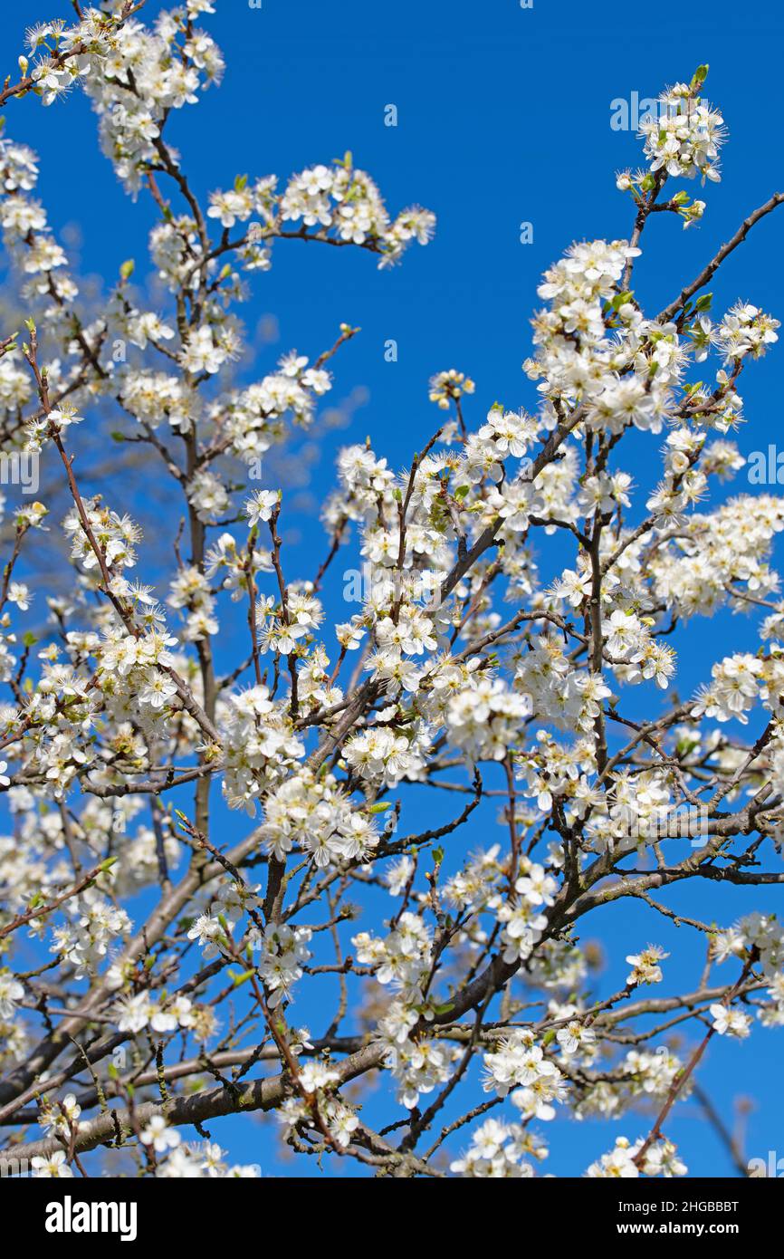Flowering plums, prunus, in spring Stock Photo - Alamy