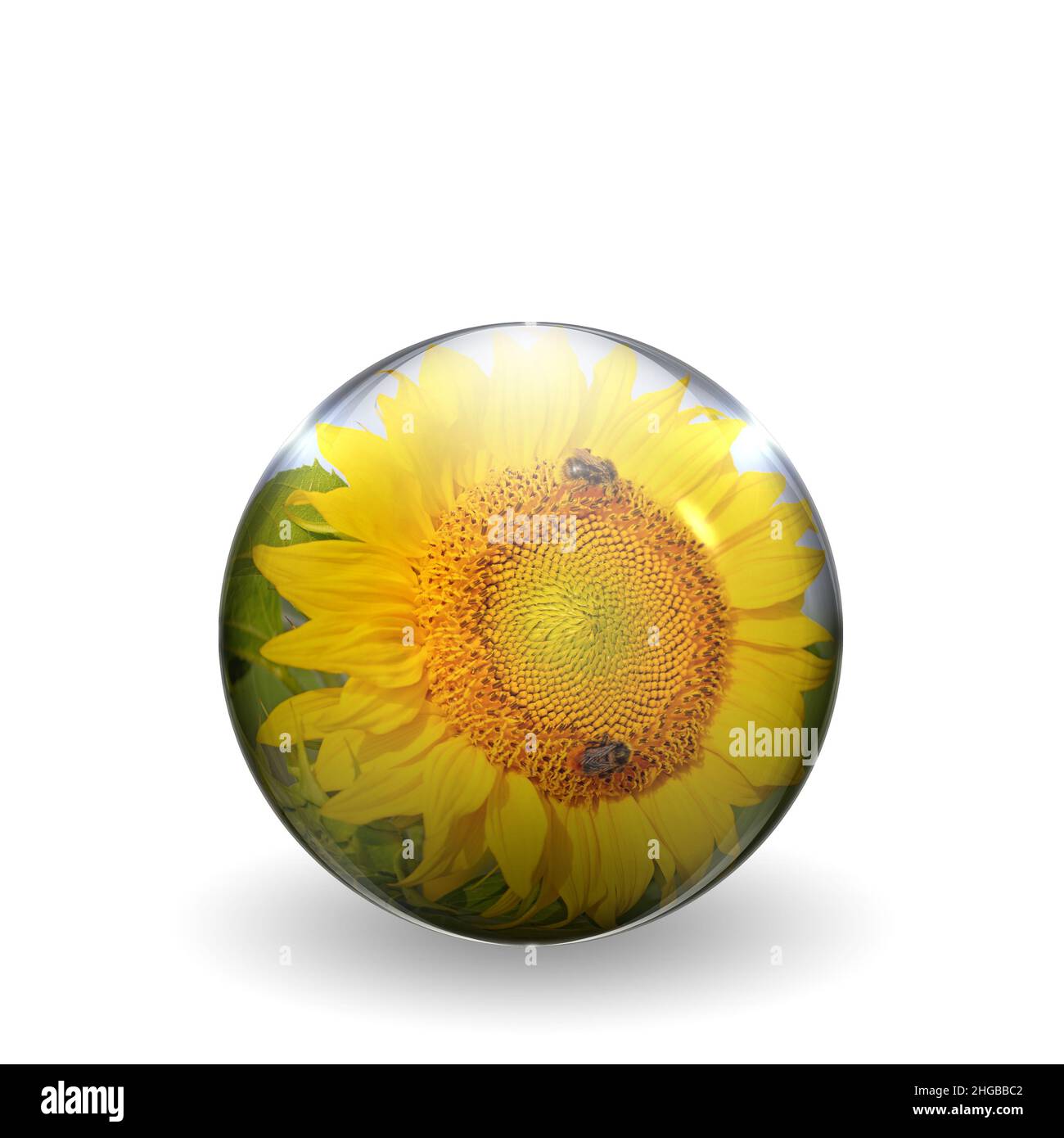 Sunflower in a glass ball, illustration Stock Photo - Alamy
