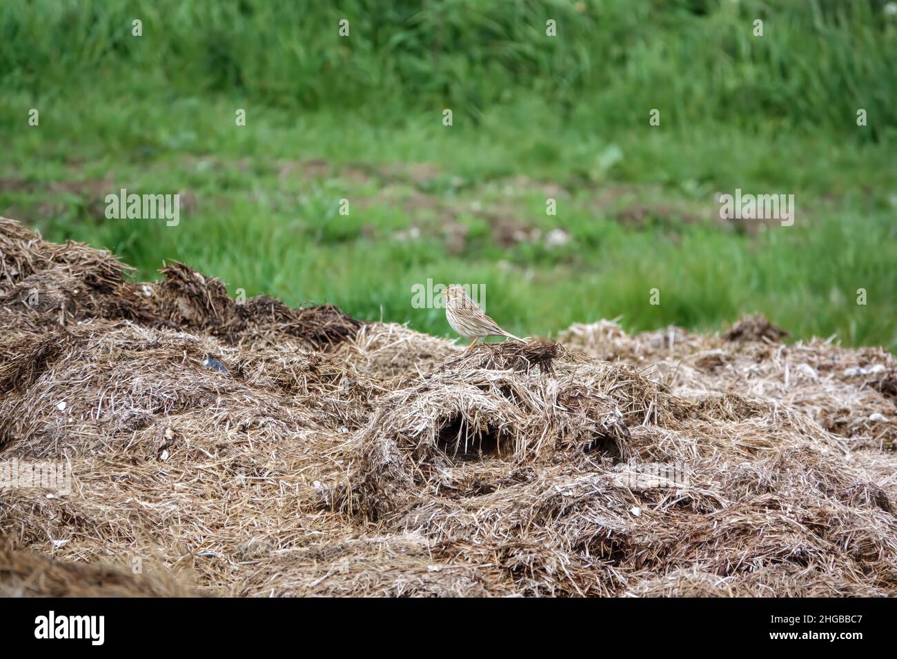 skylark (Alauda arvensis) feeding amongst the remains of a broken hay ...