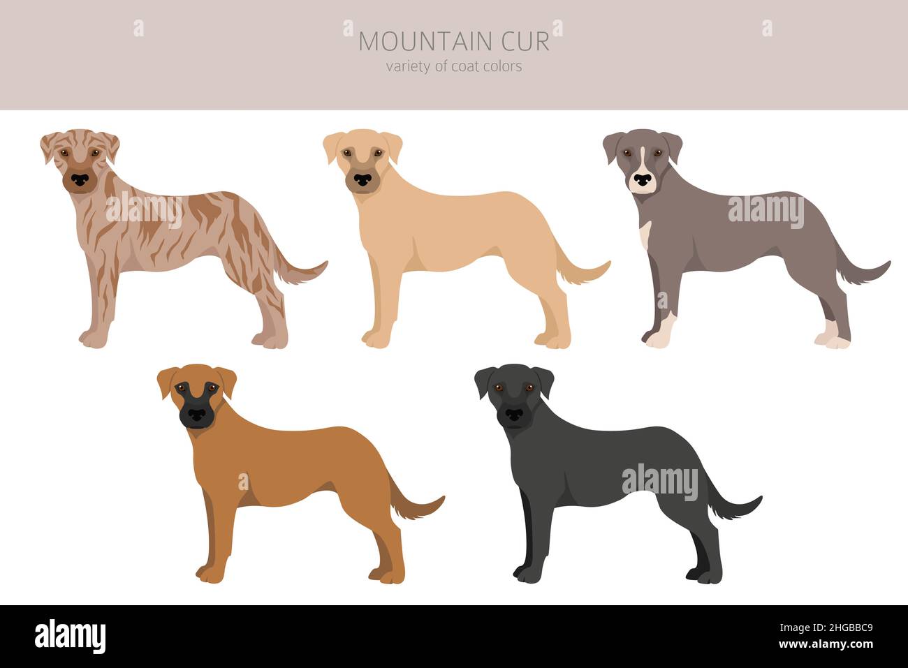 Can A Treeing Cur Guard A Home