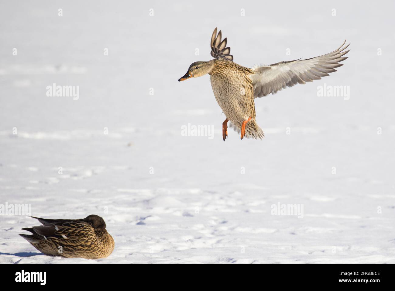 mallard flying in Canadian winter flight Stock Photo - Alamy
