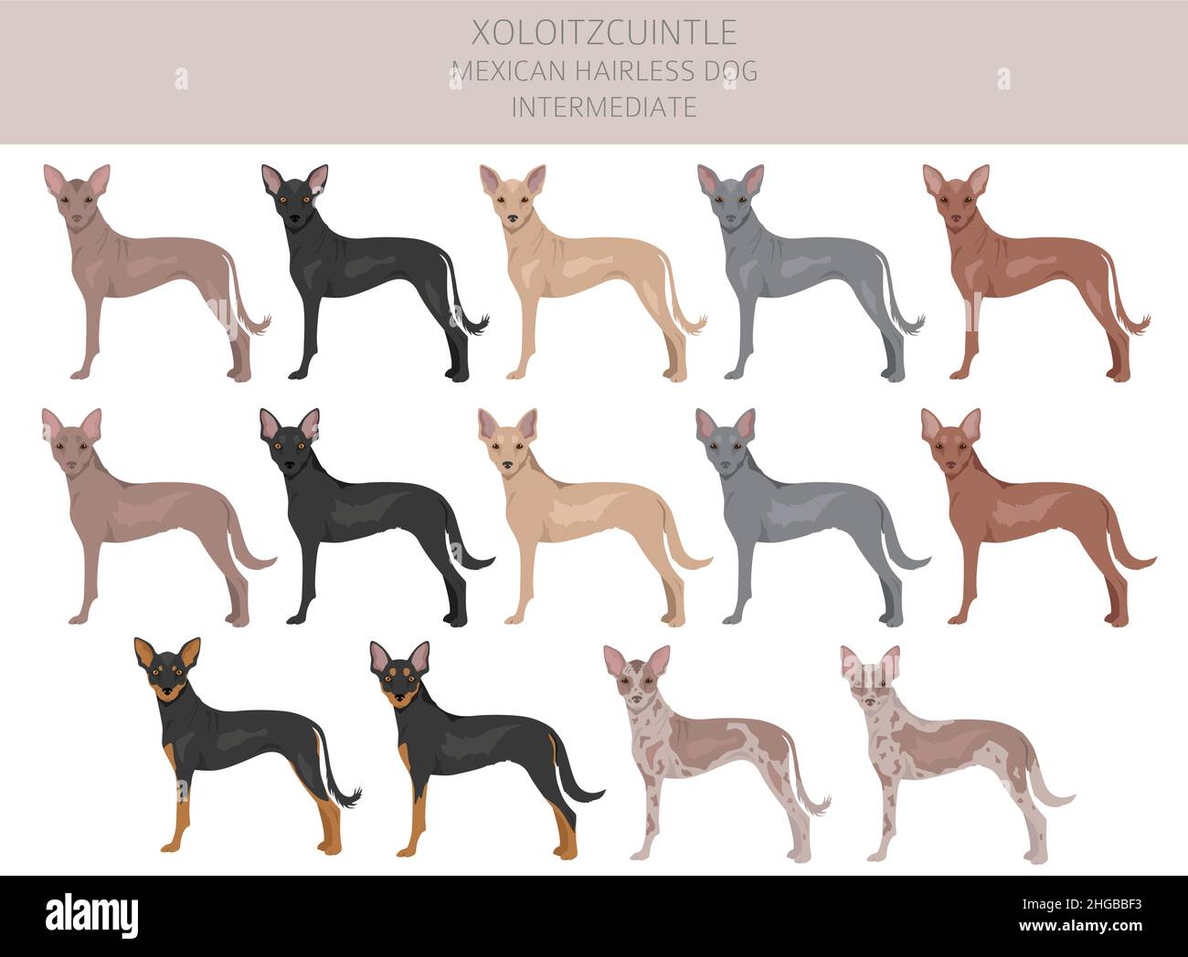 Standard Coated Xoloitzcuintli