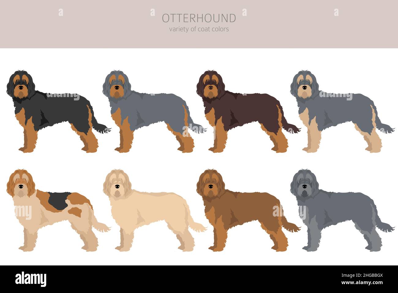 Otterhound hi-res stock photography and images - Alamy