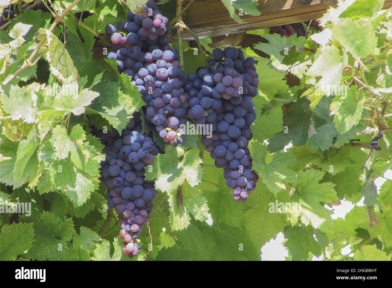 Red wine vine hi-res stock photography and images - Alamy